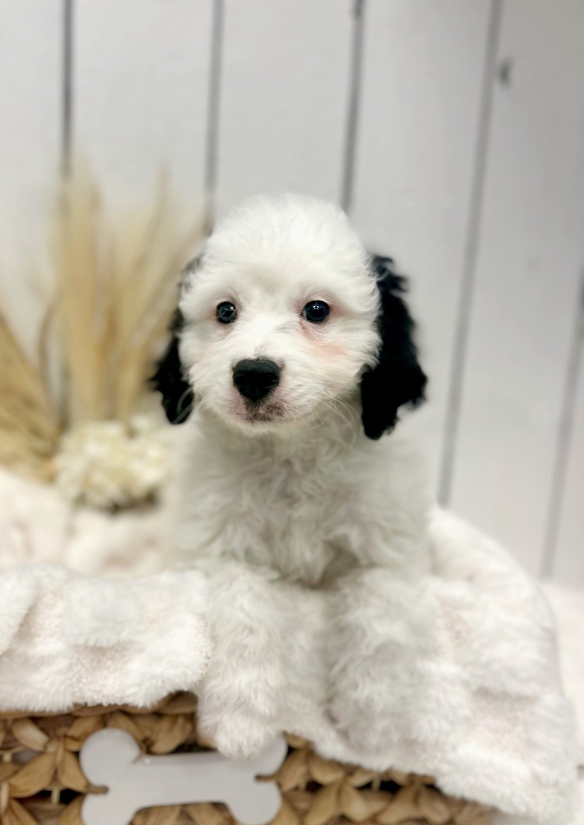 snowflake - Puppies for Sale Salt Lake City