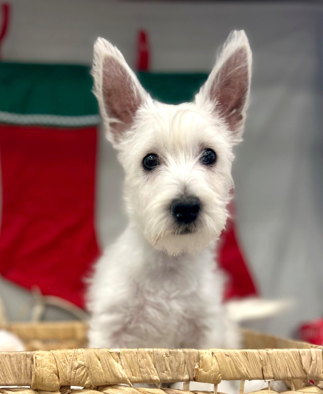 Moomin - Puppies for Sale Salt Lake City