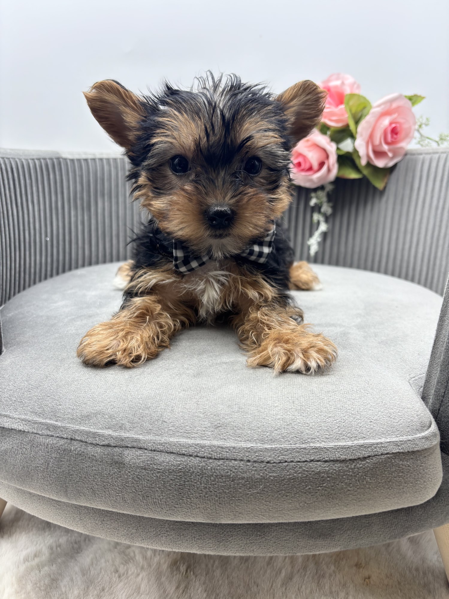 Doug - Puppies for Sale Salt Lake City